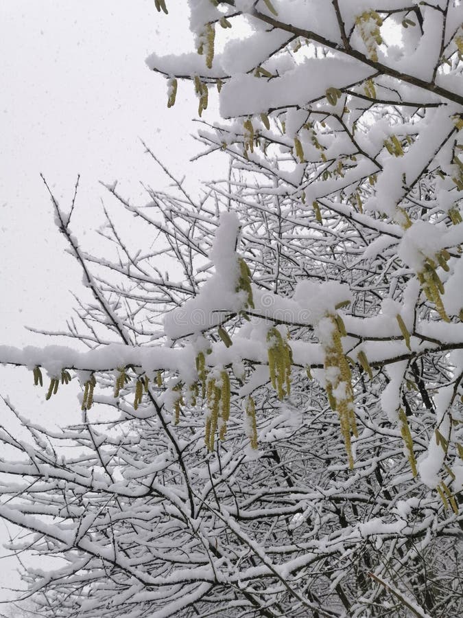 Catkins Sketch Stock Photos - Free & Royalty-Free Stock Photos from ...