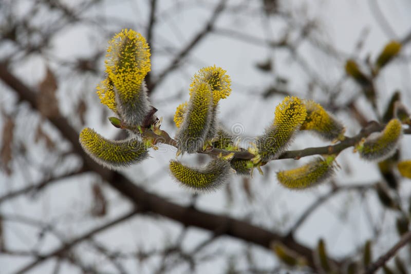 Catkins at spring stock photo. Image of willow, plant - 24548458