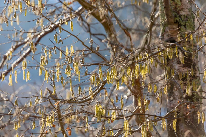 Catkins in the Spring Sun on Tree Stock Image - Image of petals ...
