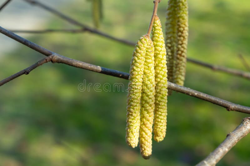 Catkins on a Tree in Spring, Close-up. Change of Seasons. the Coming of ...