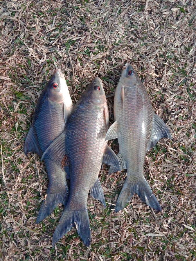 Catla fish. stock photo. Image of seafood, underwater - 238004322