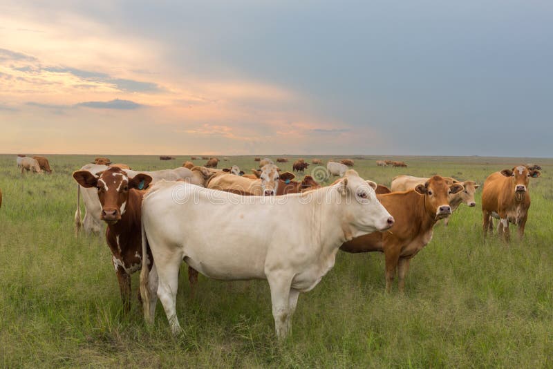 Catle in green grass stock photo. Image of agriculture - 66210216