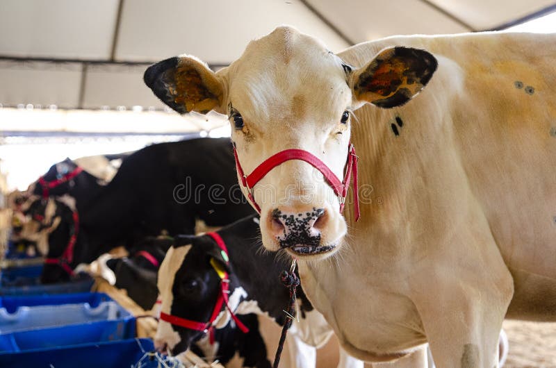 Catle Look at Camera, White, Agribusiness Stock Photo - Image of ...