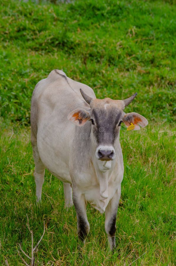 Catle Look at Camera, White, Rural Stock Image - Image of catle, camera ...