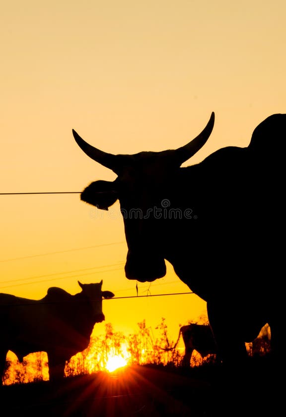 A Catle Silhouettes at Sunset Stock Photo - Image of poster, font ...