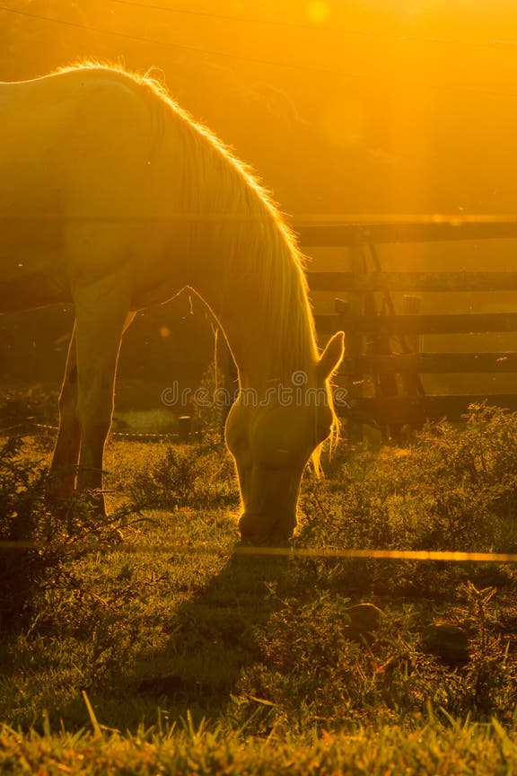 A Catle Silhouettes at Sunset Stock Image - Image of evening, lighting ...