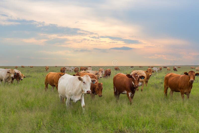 Catle at sunset stock photo. Image of agriculture, clouds - 65666564