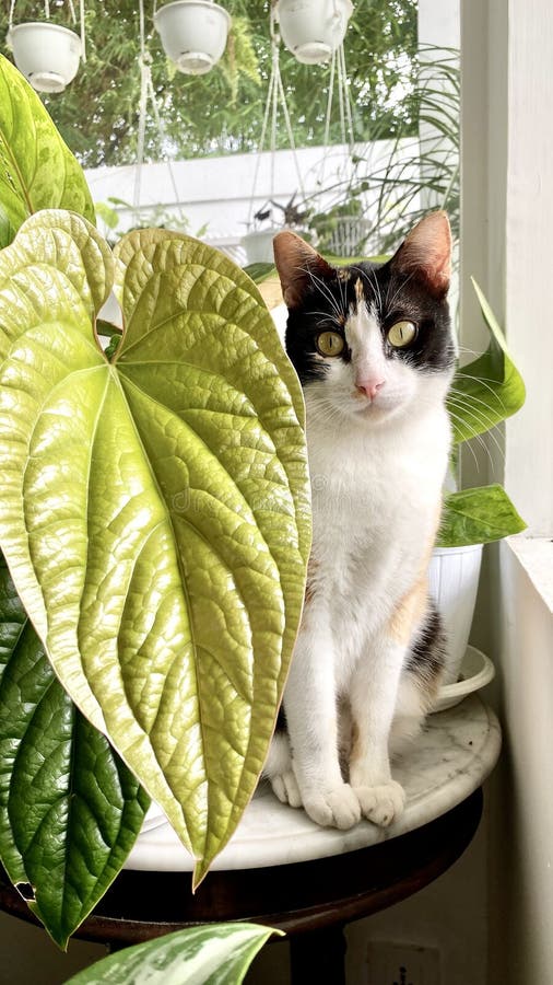 Catleaf Stock Photos - Free & Royalty-Free Stock Photos from Dreamstime