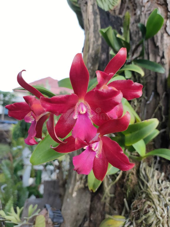 Catleya is blooming stock photo. Image of blooming, bloom - 278090464