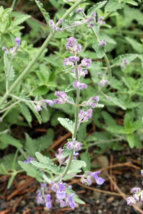 629 Catmint Herb Stock Photos - Free & Royalty-Free Stock Photos from ...
