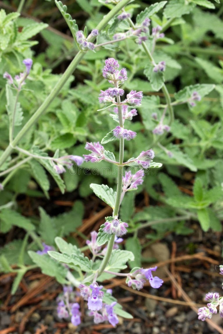 1,930 Catmint Stock Photos - Free & Royalty-Free Stock Photos from ...