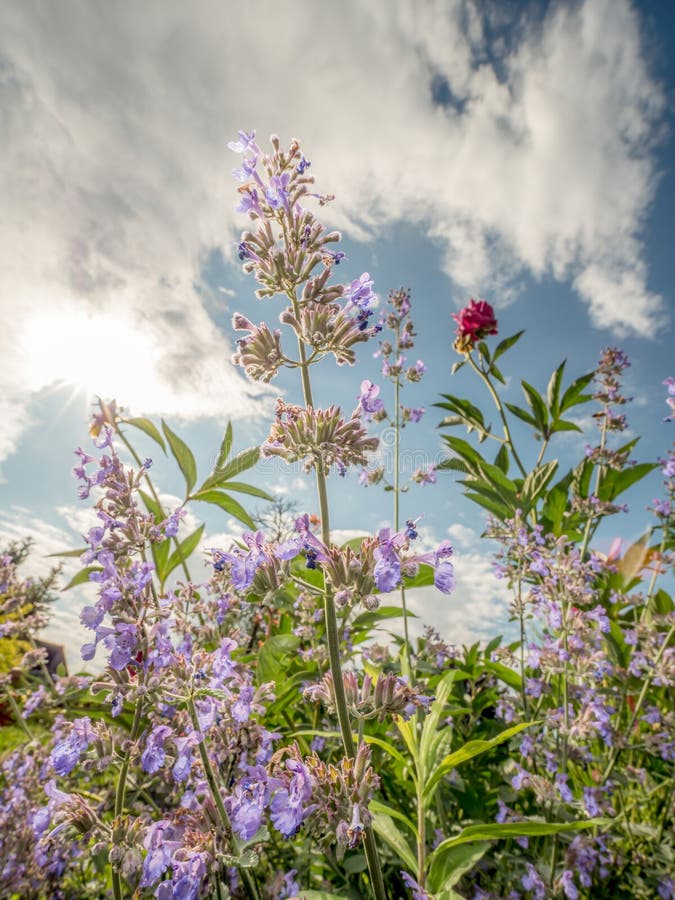 Catmint flowering plant stock image. Image of beauty - 321441903