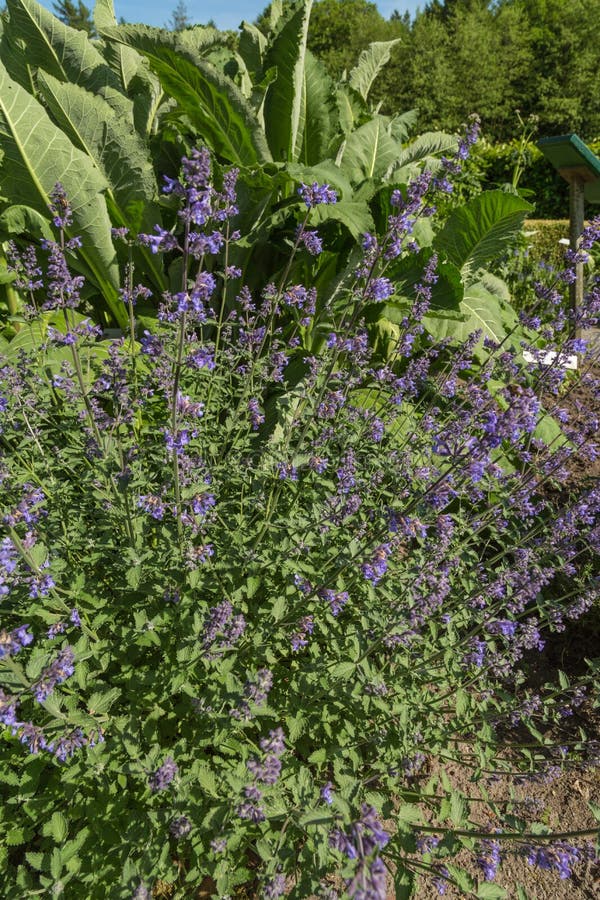 Catmint stock photo. Image of purple, catmint, cataria - 95000238