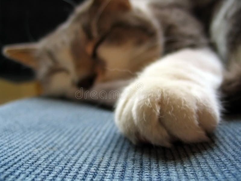 Relaxed cat stock photo. Image of comfortable, foot, cats - 238480