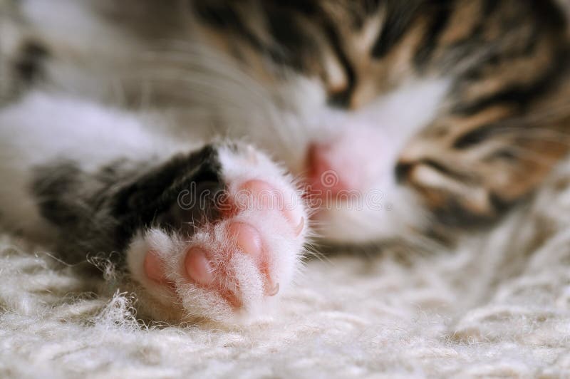 Relaxed cat stock photo. Image of comfortable, foot, cats - 238480