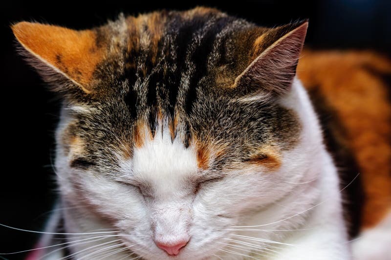 Catnap stock image. Image of peaceful, sprawl, rest, sleep - 30363993