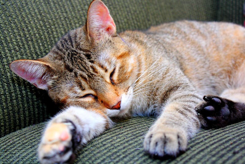 Catnap stock image. Image of peaceful, sprawl, rest, sleep - 30363993