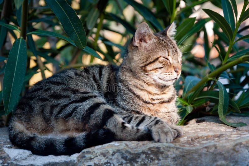 Catnap stock image. Image of dreaming, hairy, taking - 54434117