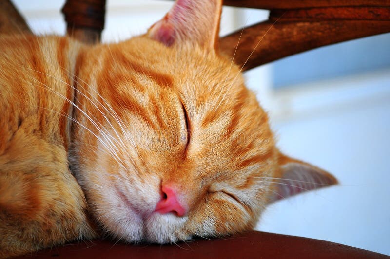 Catnapper stock image. Image of dreaming, animal, sleeping - 21895005