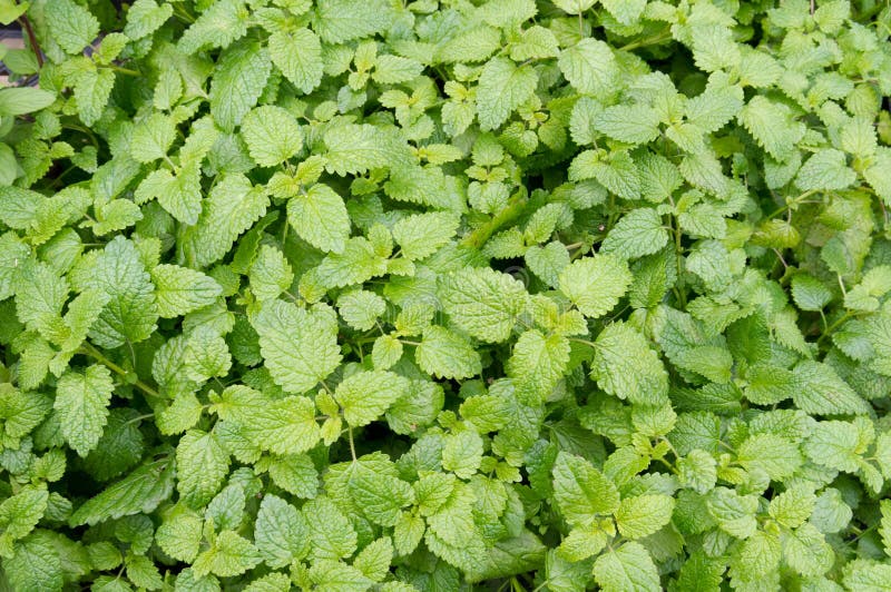Catnip stock photo. Image of herb, green, cataria, seasonings - 20453012