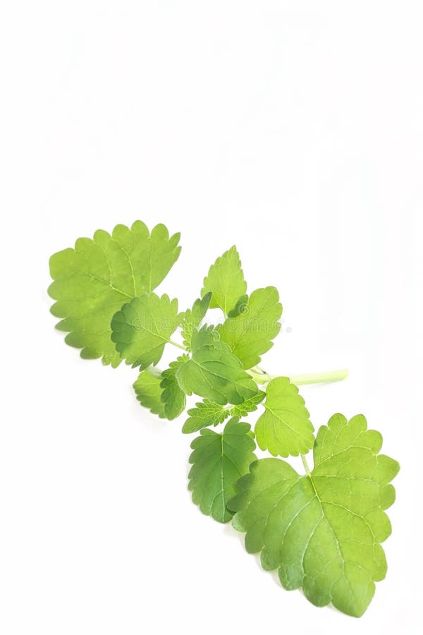 2,848 Catnip Photos - Free & Royalty-Free Stock Photos from Dreamstime