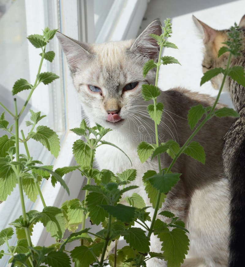 100 Catnip Bag stock photo. Image of kitty, burlap, catnip - 380636