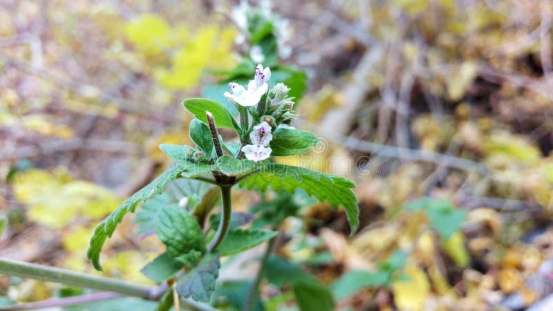 Catnip Flower and Leaf Macro Stock Image - Image of green, closeup ...