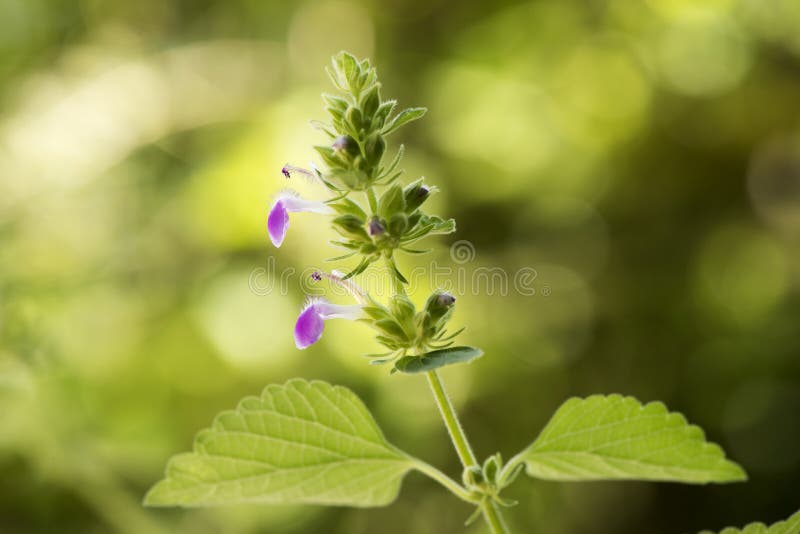 Catnip Flowers and Green Leaves on Nature Background Stock Image ...