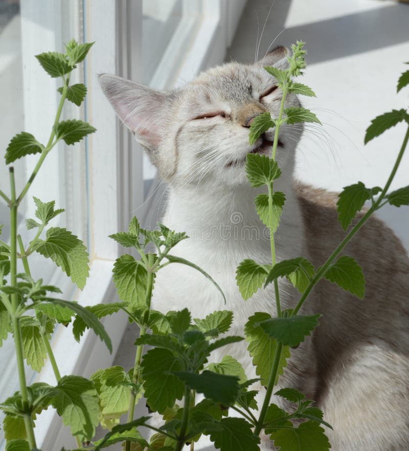 Catnip stock photo. Image of aromatic, herbal, leaves - 41151542
