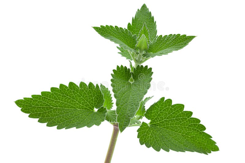 Nepeta herb leaf closeup stock image. Image of plant - 249846003