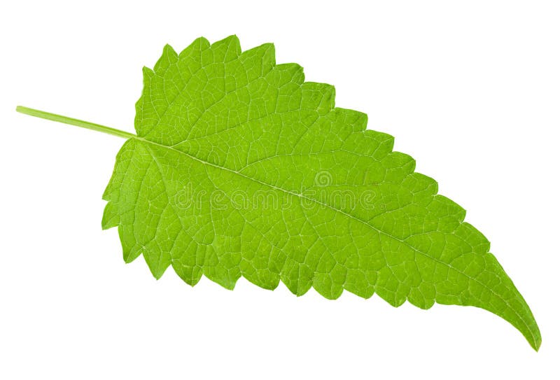 Catnip mint herb stock image. Image of background, catmint - 75914633