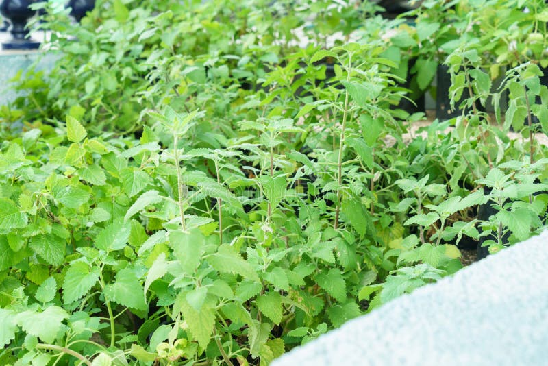 Catnip planted in pots stock photo. Image of botany - 224879476