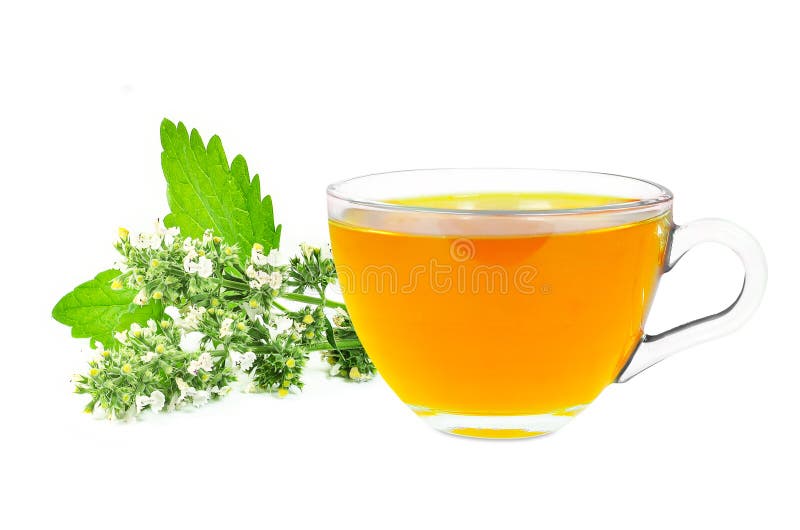 Catnip tea stock photo. Image of healthy, captin, blossom - 286267554