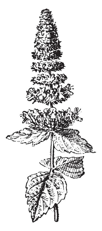 Catnip, vintage engraving stock vector. Illustration of drawing - 163073079