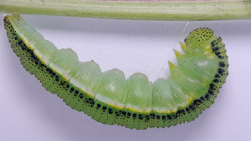 Catopsilia pyranthe stock image. Image of butterfly - 266673221