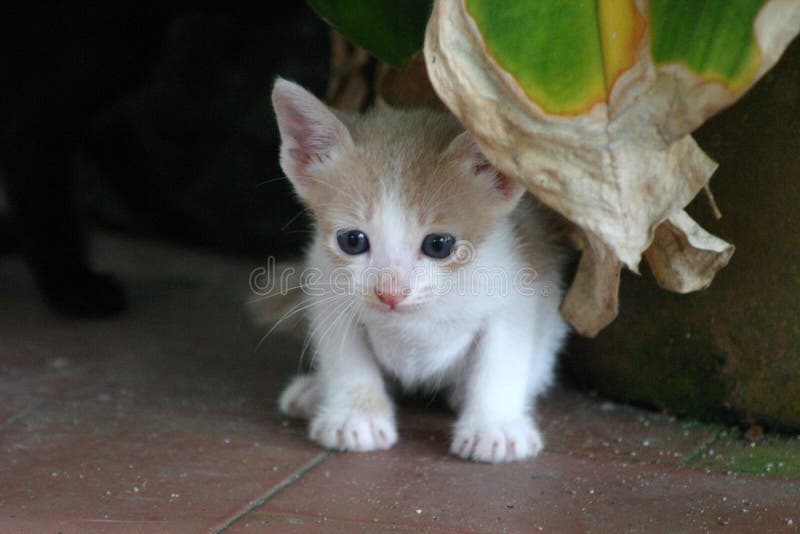 Cats-02 stock photo. Image of subtle, creature, elegant - 1010942