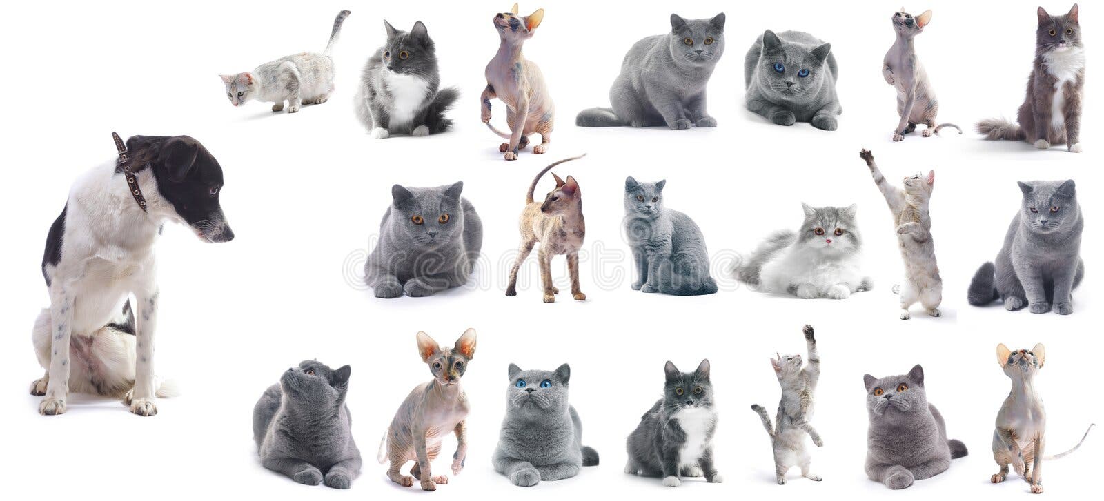 Collection of a cats stock image. Image of looking, breed - 19340375