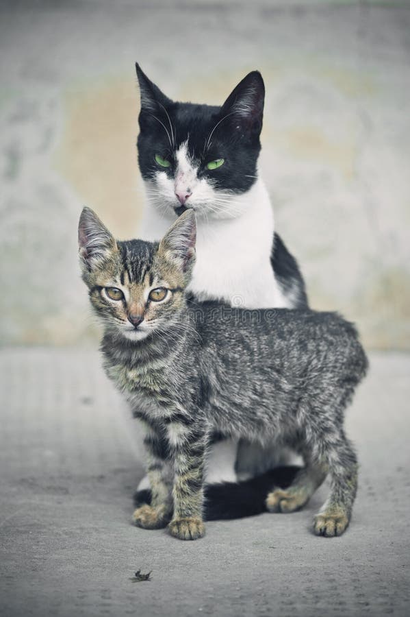 242,083 Cats Stock Photos - Free & Royalty-Free Stock Photos from ...