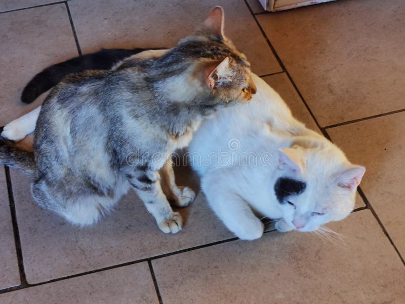 Cats stock image. Image of pets, animals, cats, friends - 164240025