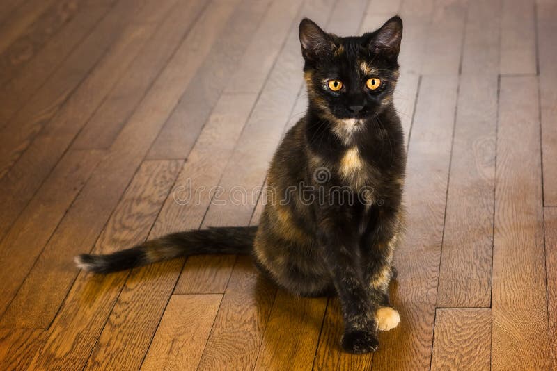 Cats stock photo. Image of grooming, adorable, soft, spots - 3618302