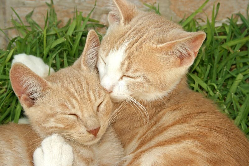 211,627 Cats Stock Photos - Free & Royalty-Free Stock Photos from ...