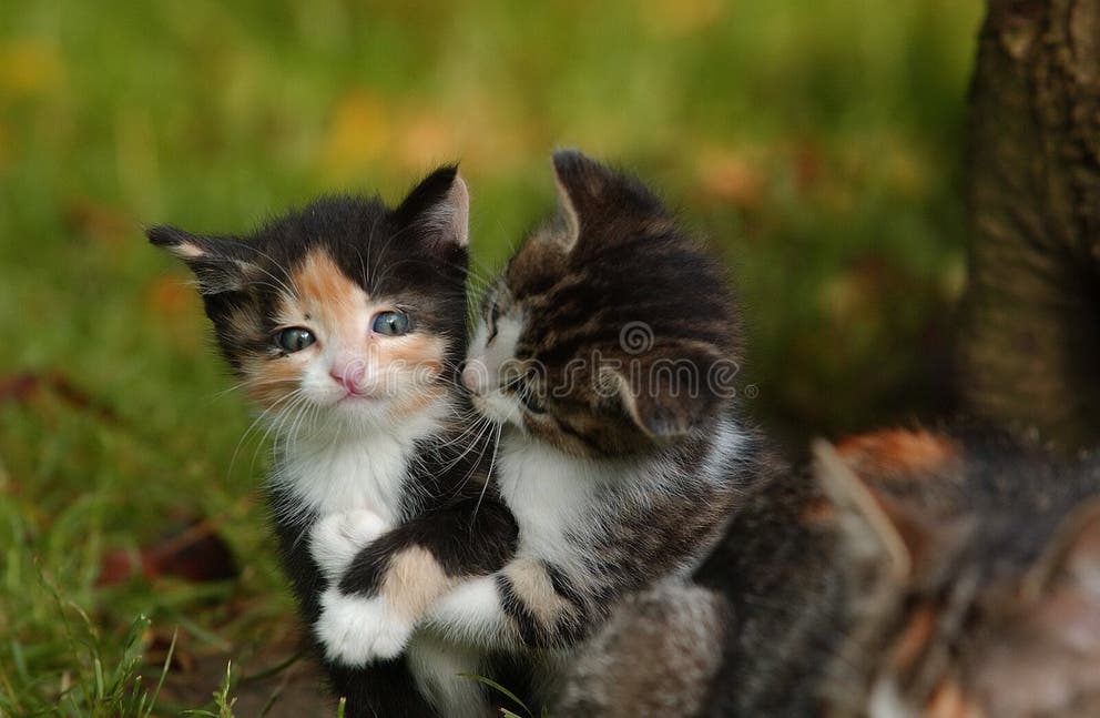 264,057 Cats Stock Photos - Free & Royalty-Free Stock Photos from ...