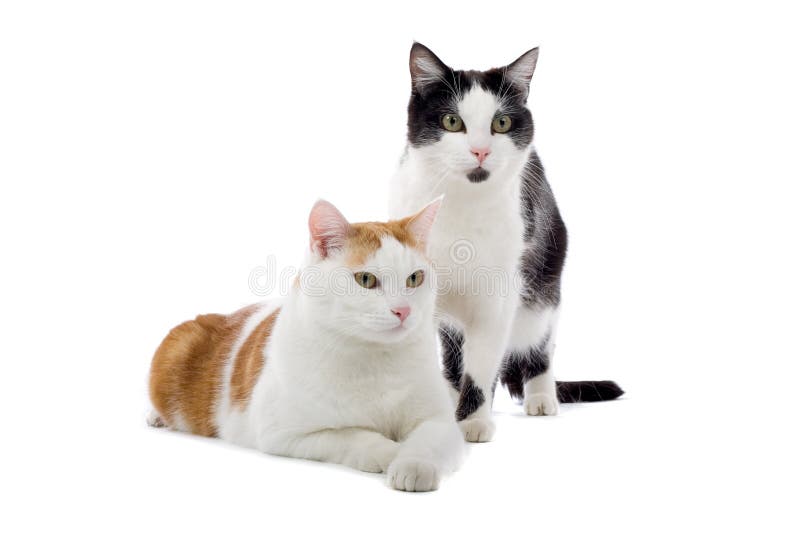266,101 Cats Stock Photos - Free & Royalty-Free Stock Photos from ...