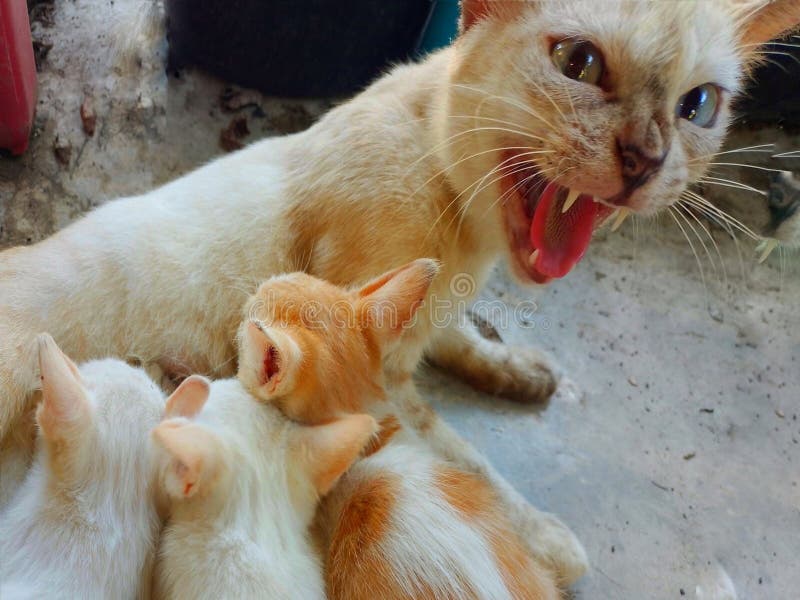 Cats with Aggressive Behavior when Disturbed while Nursing Their Young ...