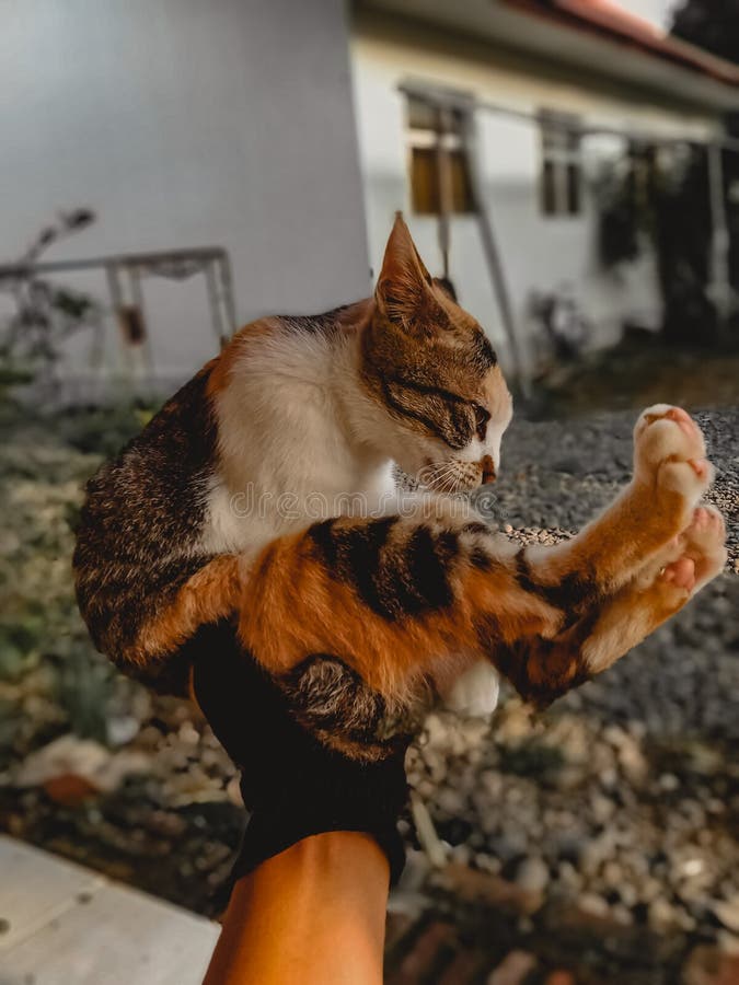 A sad cat stock image. Image of wildcat, kitten, nose - 219835441