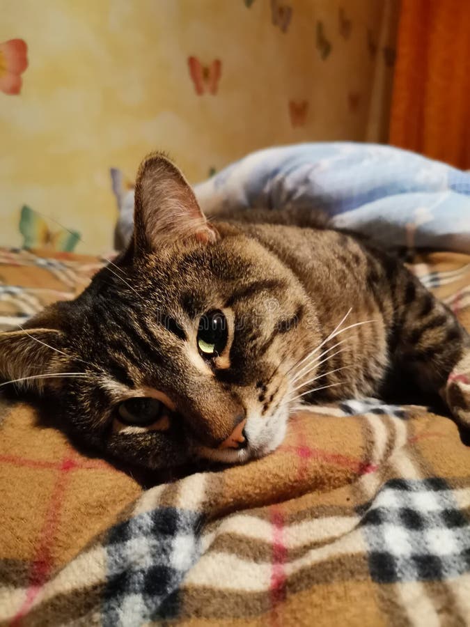 Cats also need to rest stock image. Image of cats, brown - 166669815