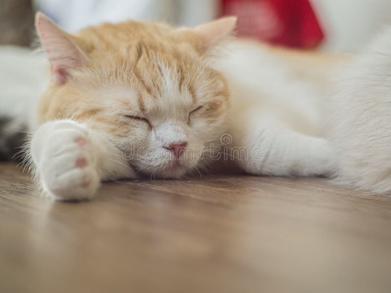 Cats stock photo. Image of warm, cats, sleep, indoor - 175883178