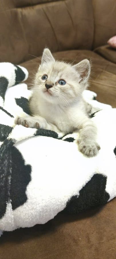 205 Cutte Princess Stock Photos - Free & Royalty-Free Stock Photos from ...