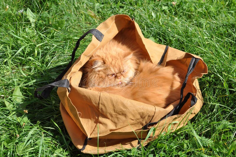 Cats in a bag stock image. Image of sunny, like, friendly - 62237275