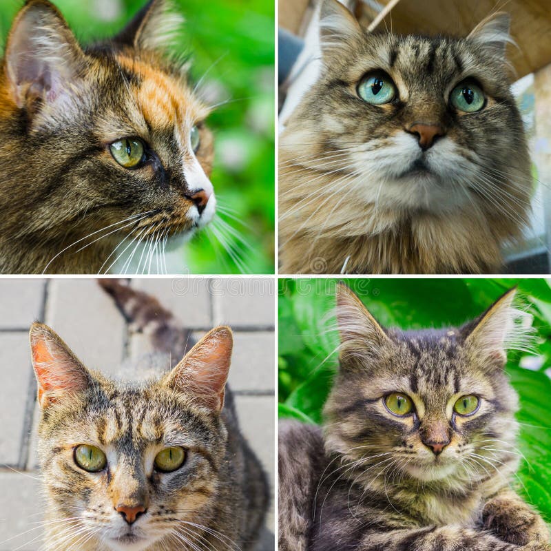 Cats Banner. Collage with Banners for Website Header Design Stock Image ...